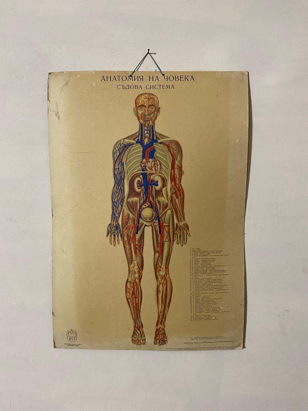 Vintage Board - Human Anatomy. Retro Medical Poster. - Etsy