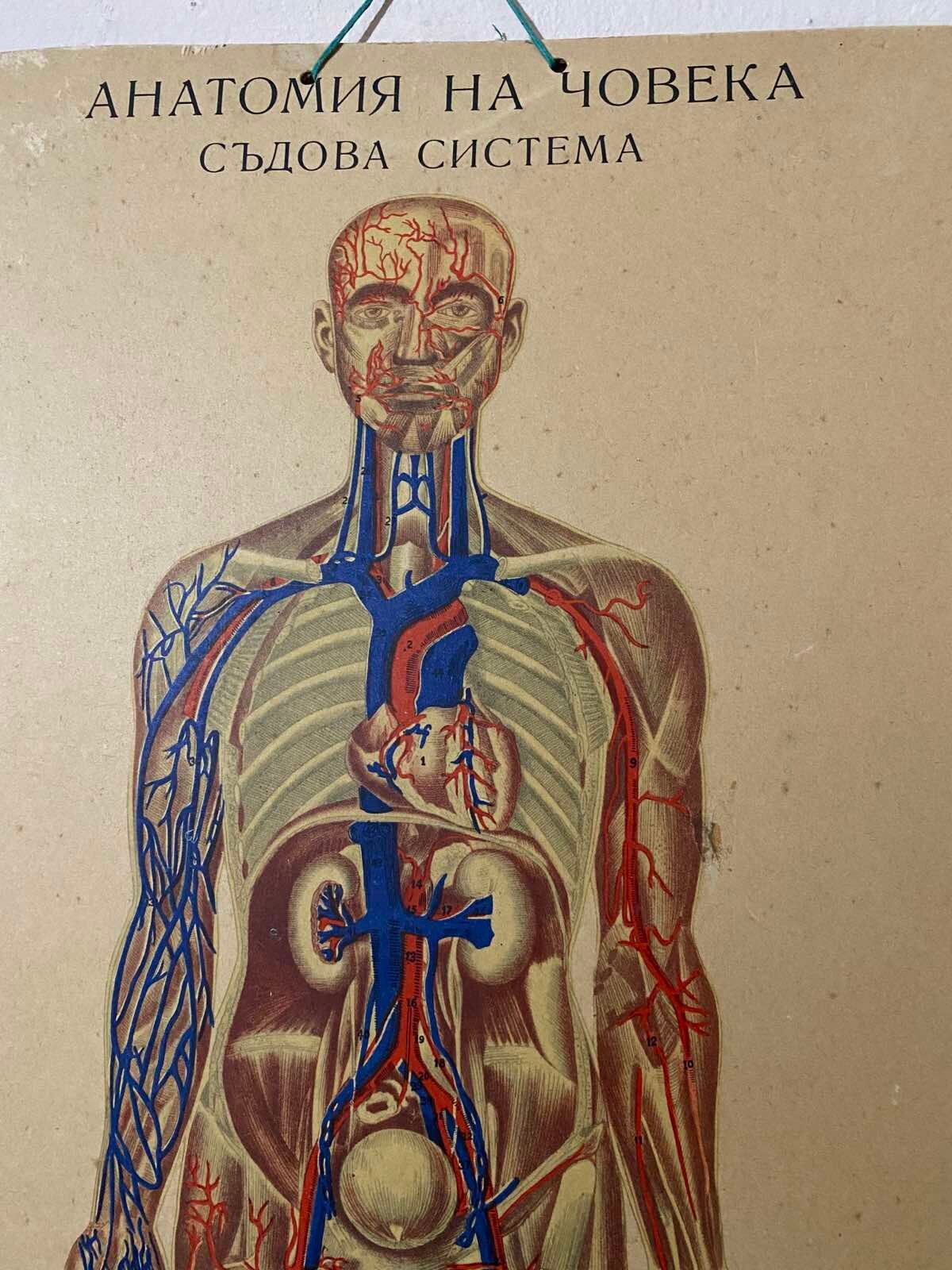 Vintage Board - Human Anatomy. Retro Medical Poster. - Etsy
