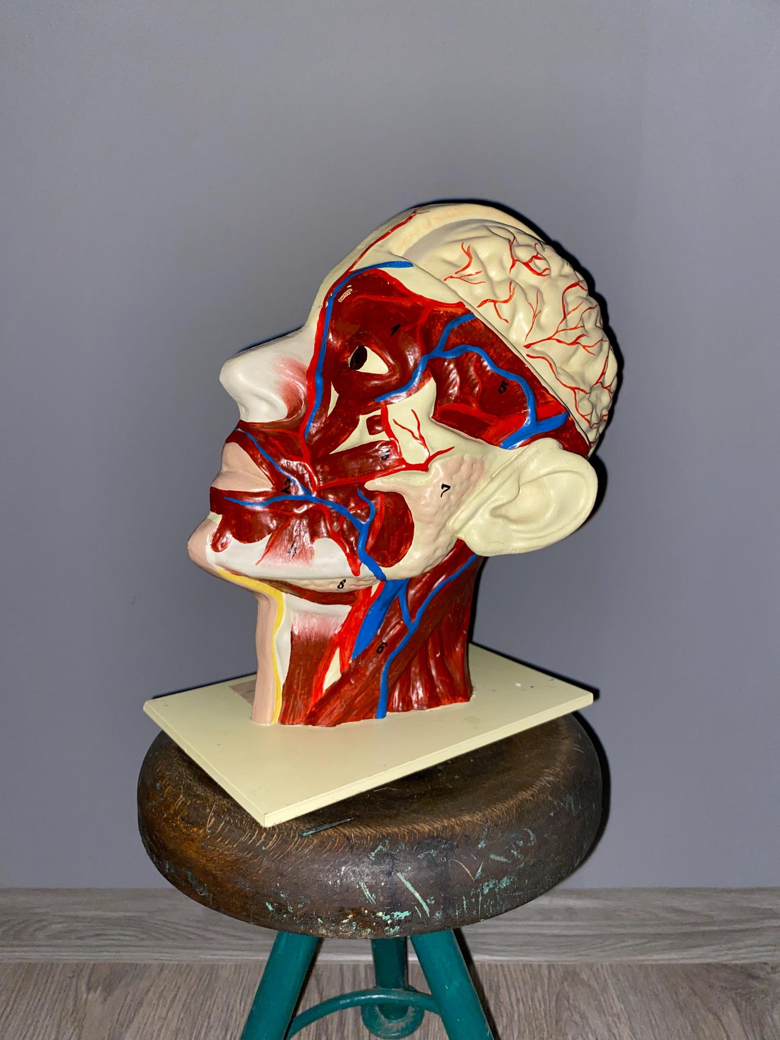 Vintage Anatomical Model of Human Head. Celluloid Model. Rare Retro ...