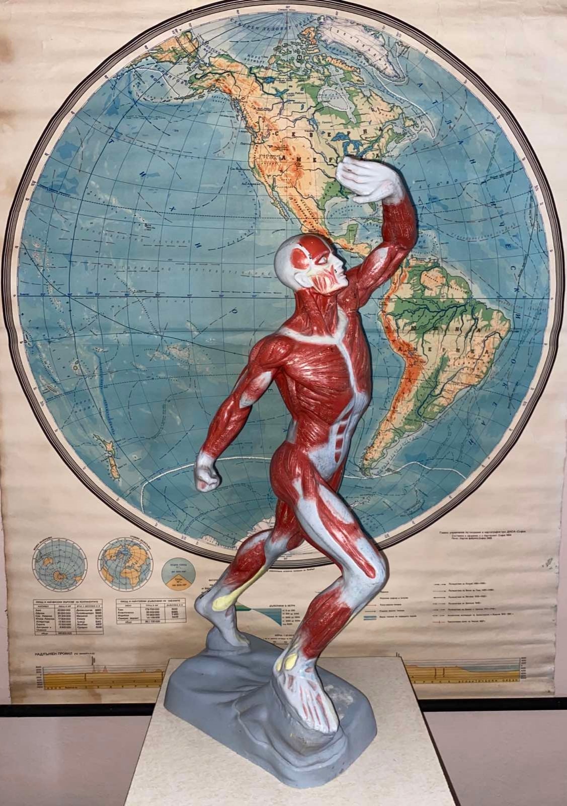 Vintage Anatomical Model. Celluloid. Human Anatomy. Musculature. - Etsy