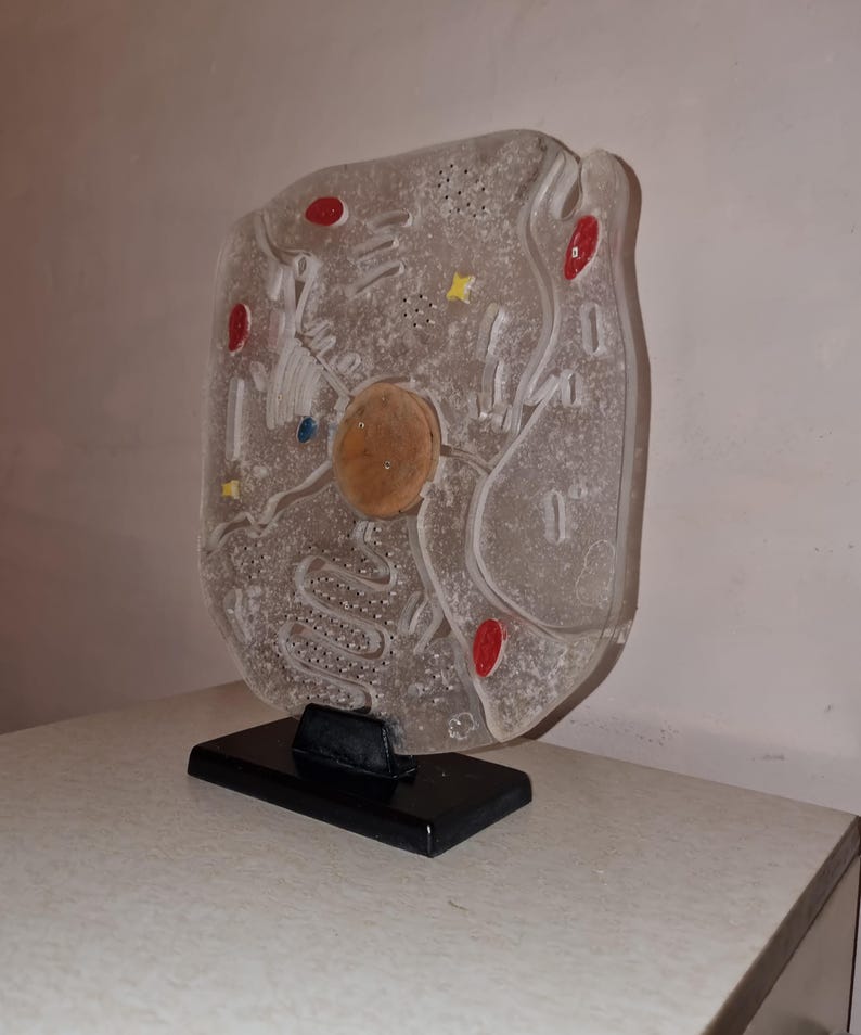 Vintage Model of a Plant Cell - Etsy