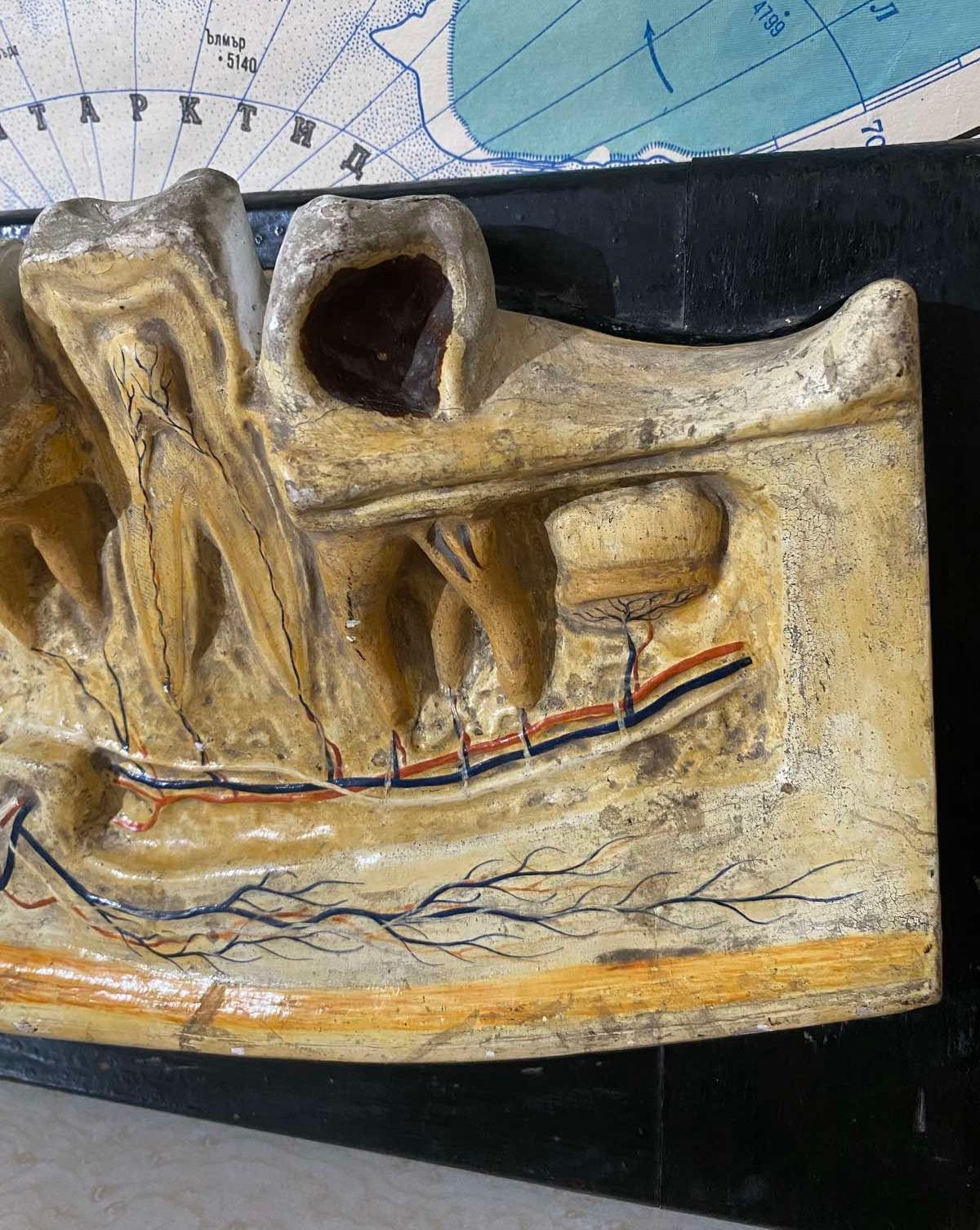 Ancient Anatomical Model of Human Lower Jaw Teeth Tooth - Etsy