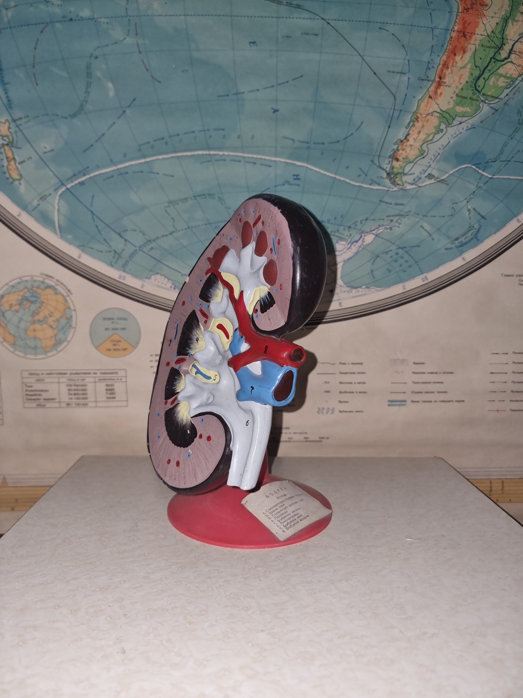 Vintage Anatomical Model of Human Kidney; Celluloid, Retro Medical ...