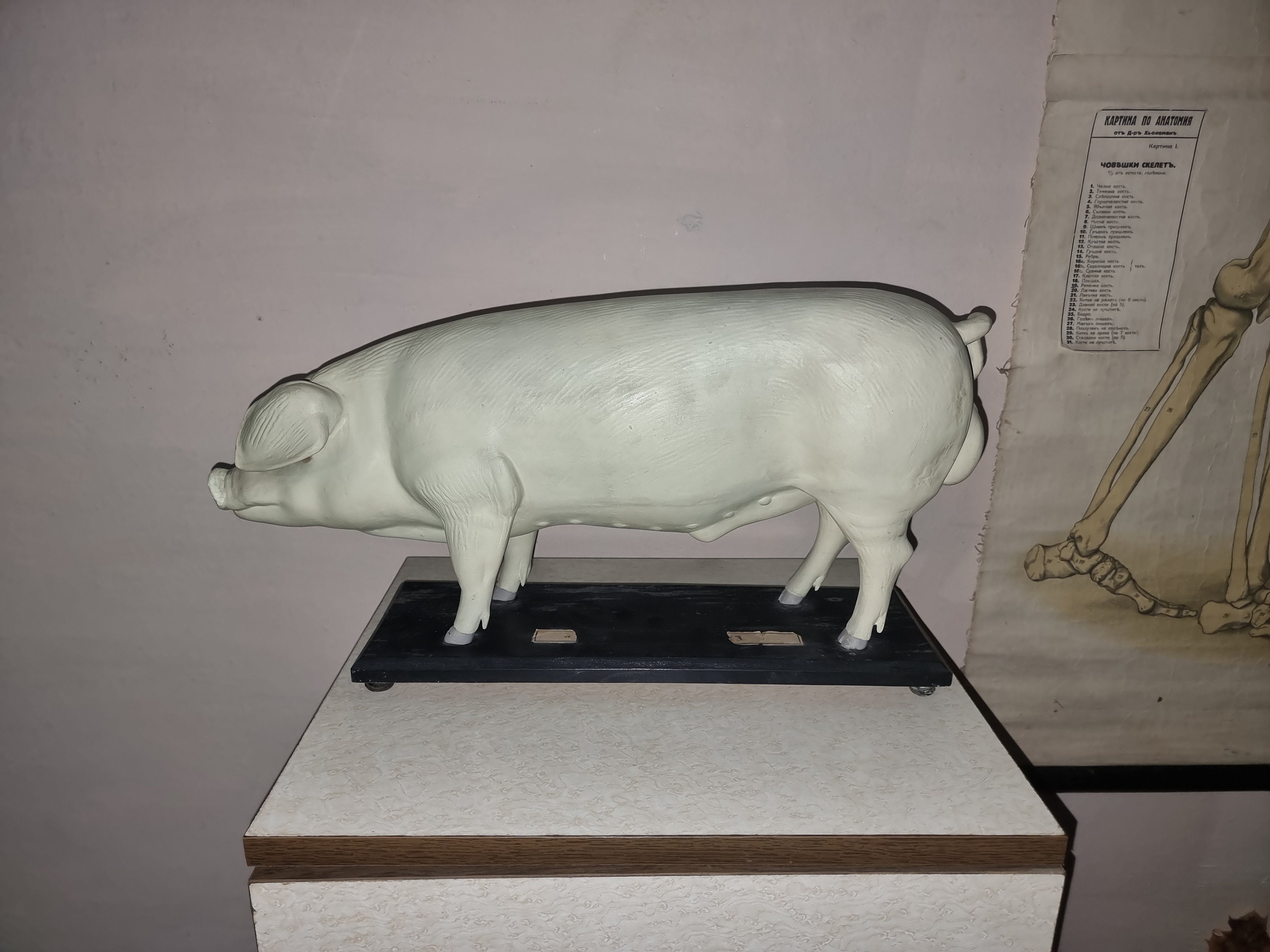 Vintage Didactic Model of a Pig. Retro Celluloid Model. School ...