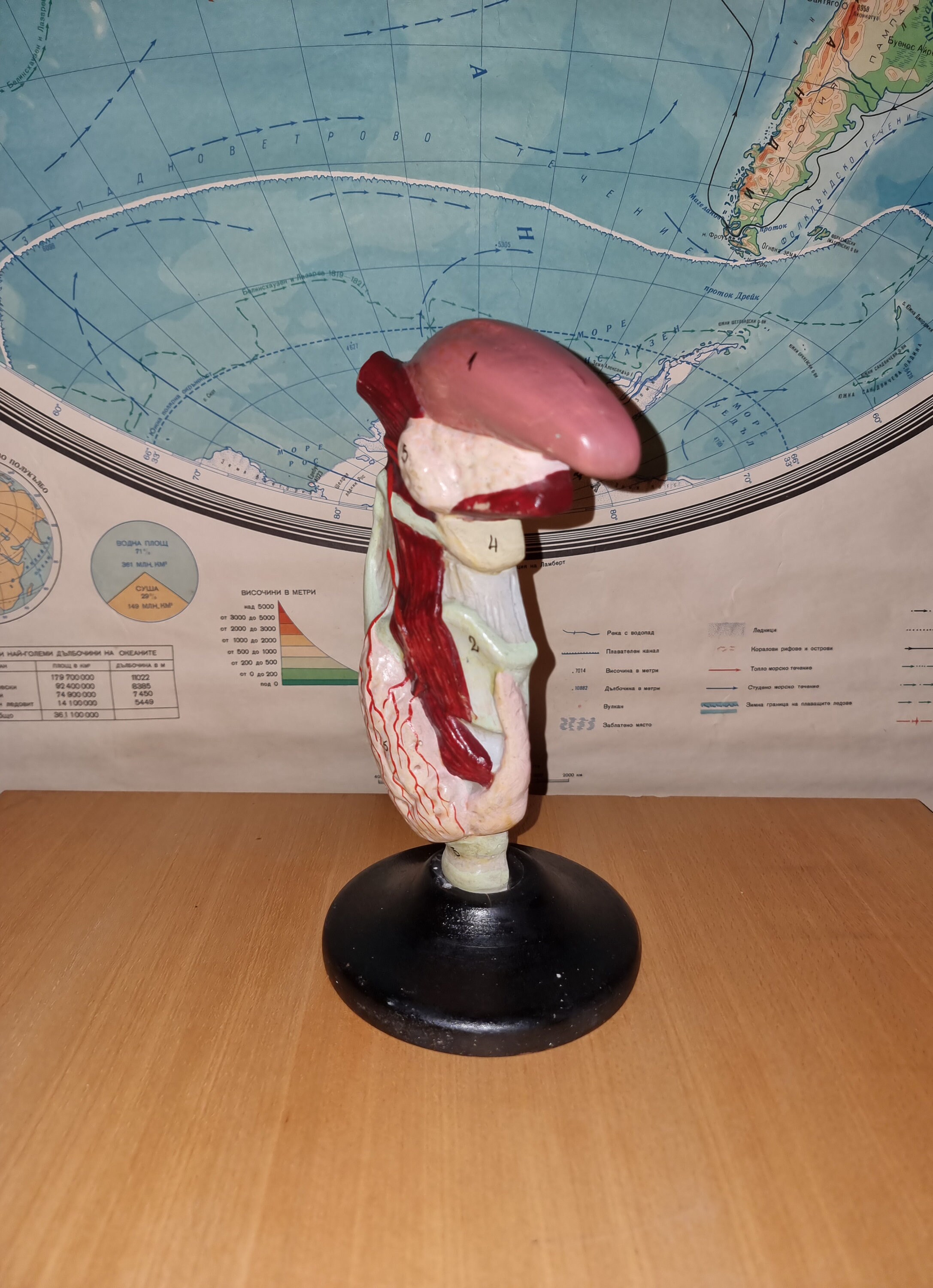 Vintage Anatomical Model of Human Larynx. - Etsy