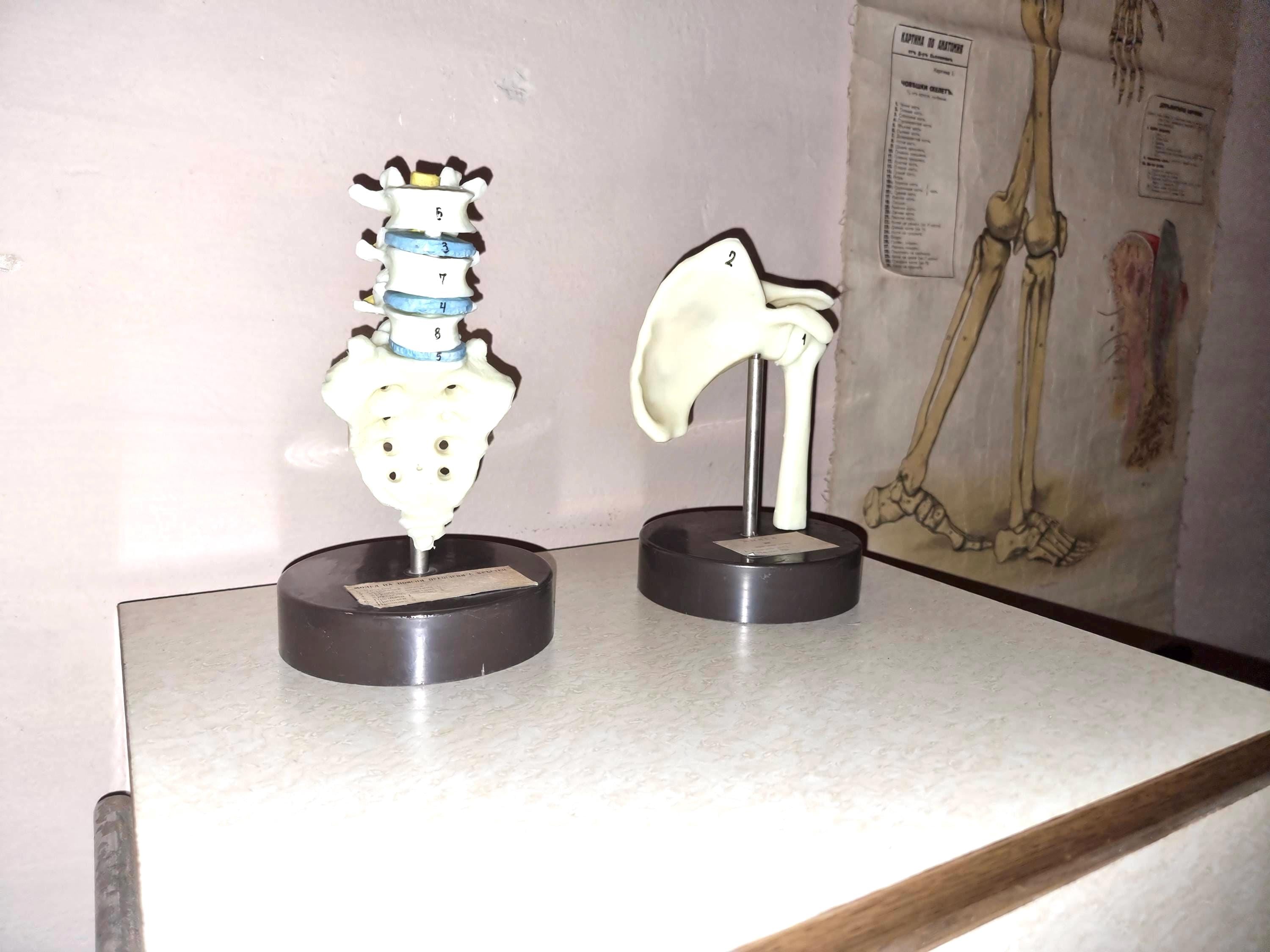 Vintage Models. Human Anatomy. Human Skeleton - Etsy