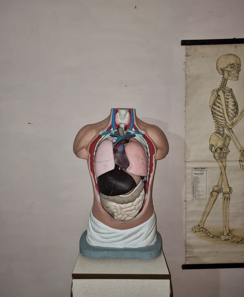 Vintage Anatomical Model of Human Torso - Etsy