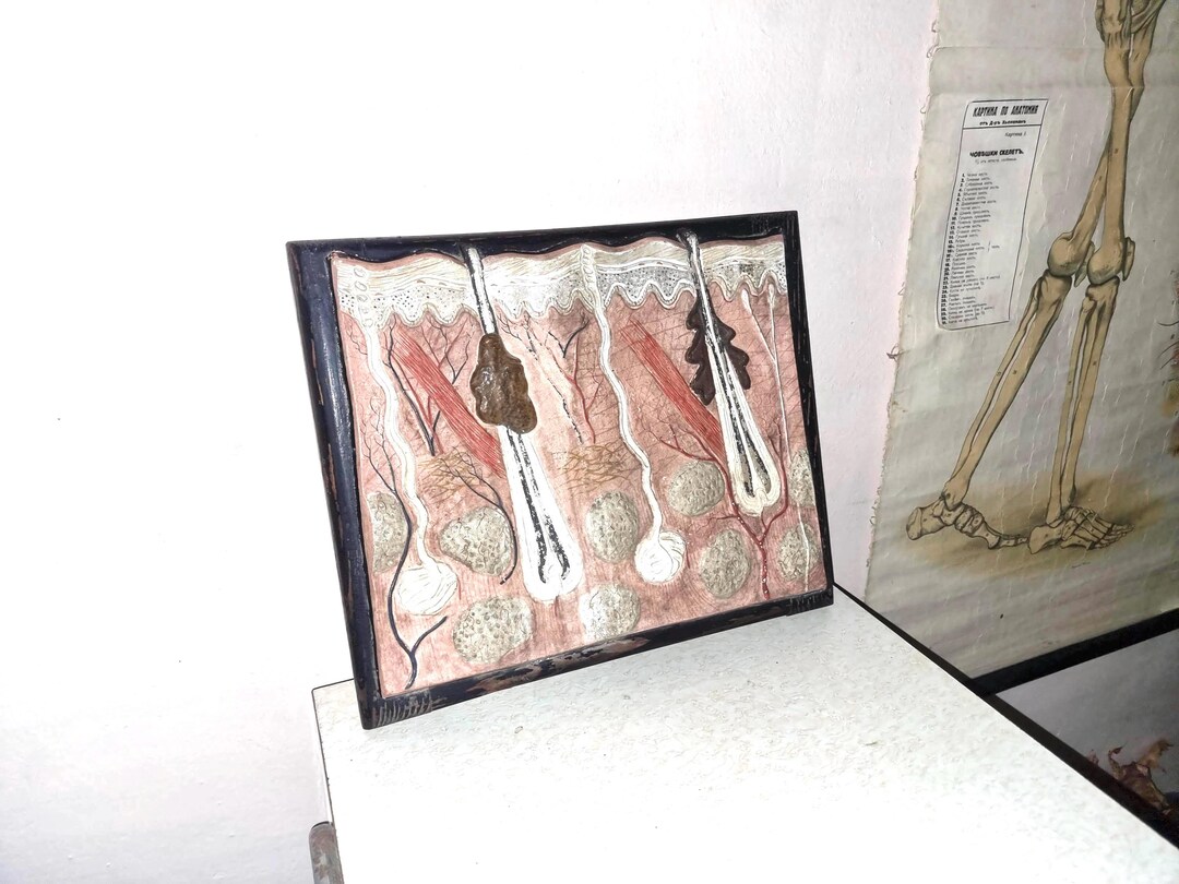 Antique Anatomical Model - Human Skin 1910 Medical Model. Didactic ...