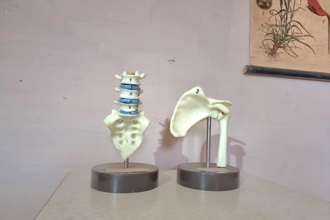 Vintage Models. Human Anatomy. Human Skeleton - Etsy