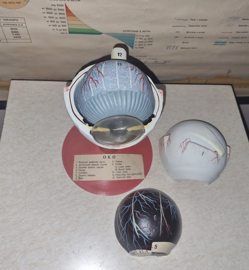 Vintage Anatomical Model of Human Eye - Etsy