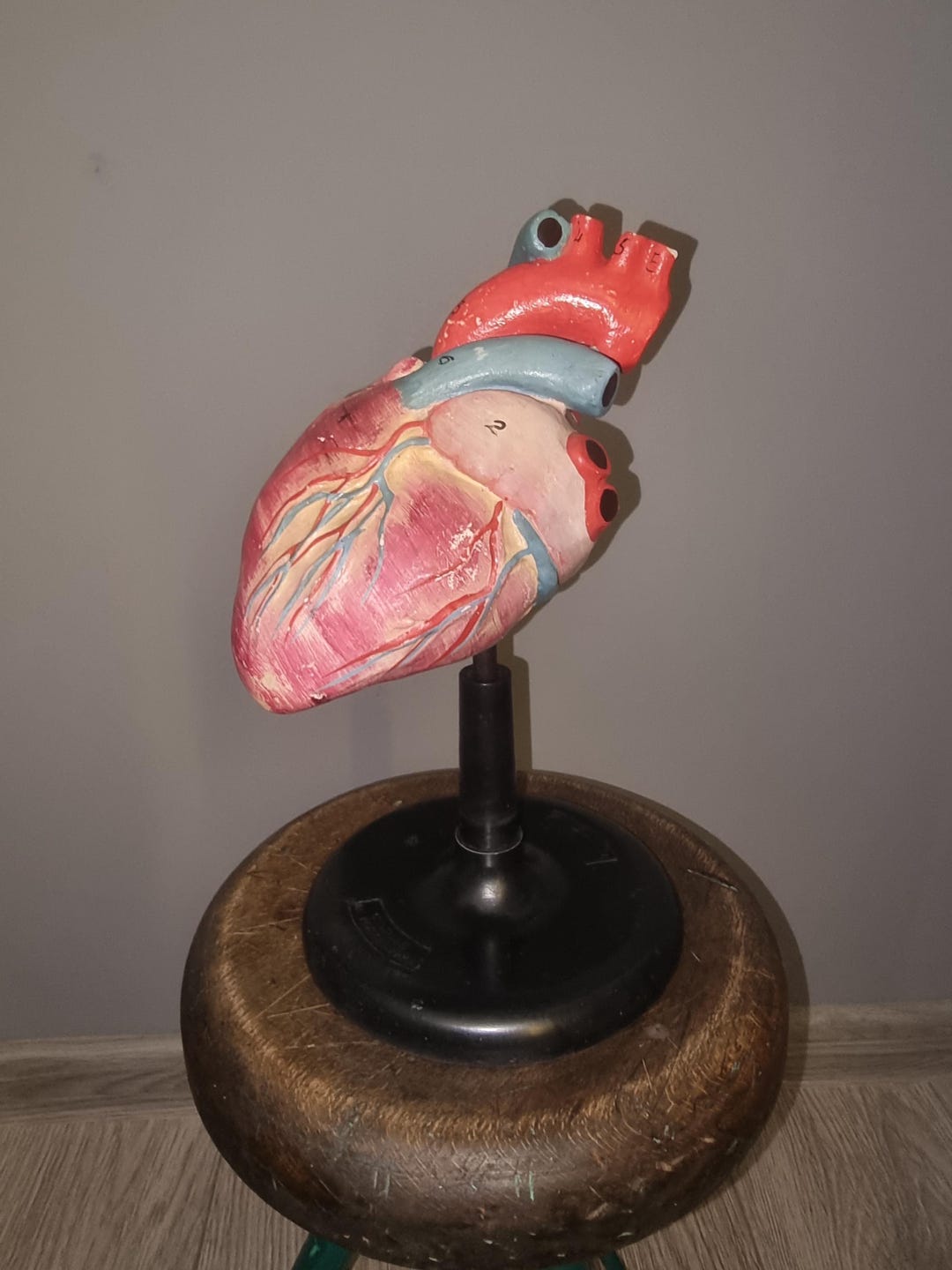Vintage Anatomical Model of Human Heart. A Biological Model. Medical ...