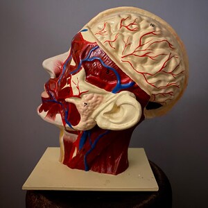 Vintage Anatomical Model of Human Head. Celluloid Model. Rare Retro ...