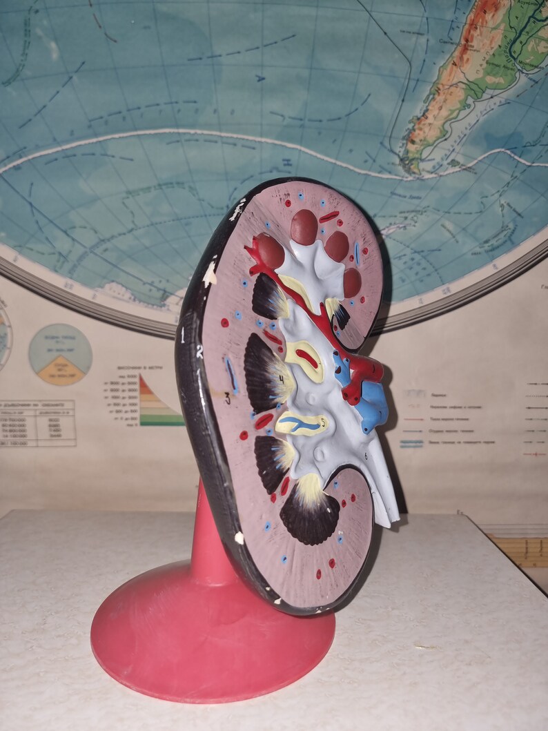 Vintage Anatomical Model of Human Kidney; Celluloid, Retro Medical ...