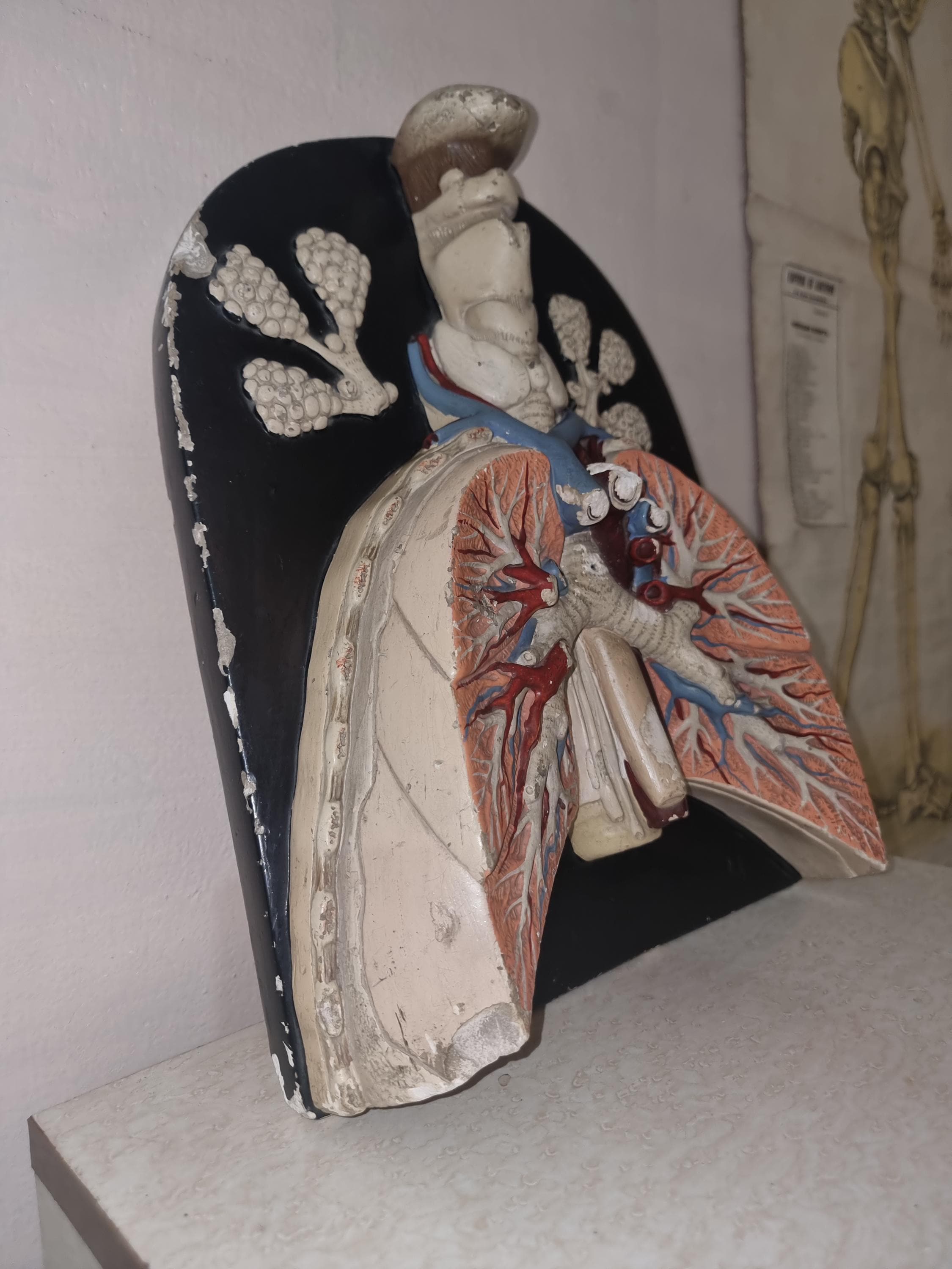 Vintage Anatomy Model - Respiratory System - Etsy