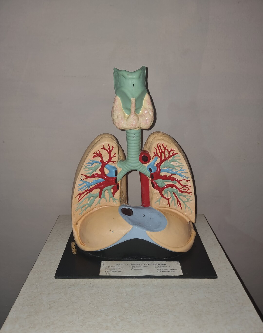 Vintage Anatomical Model. Celluloid. Respiratory System - Etsy