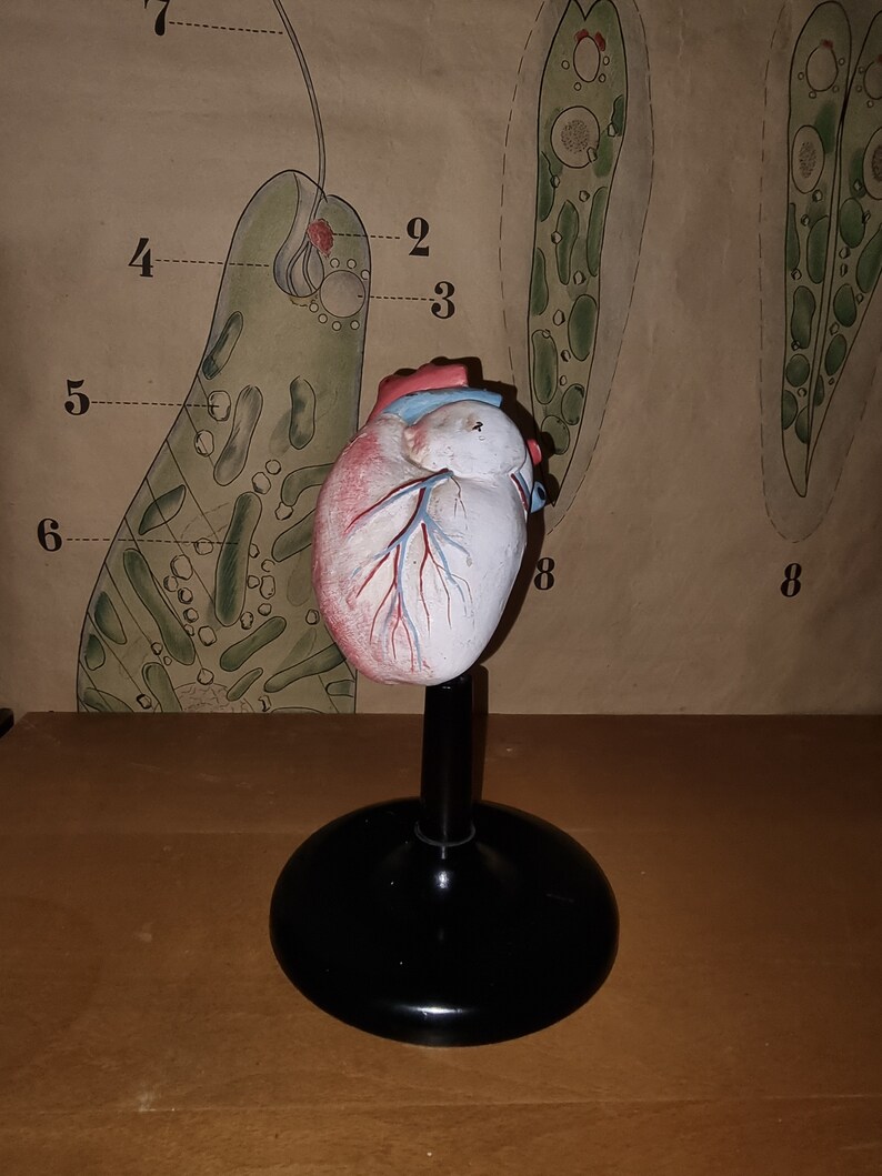 Vintage Anatomical Model of a Dog's Heart - Etsy