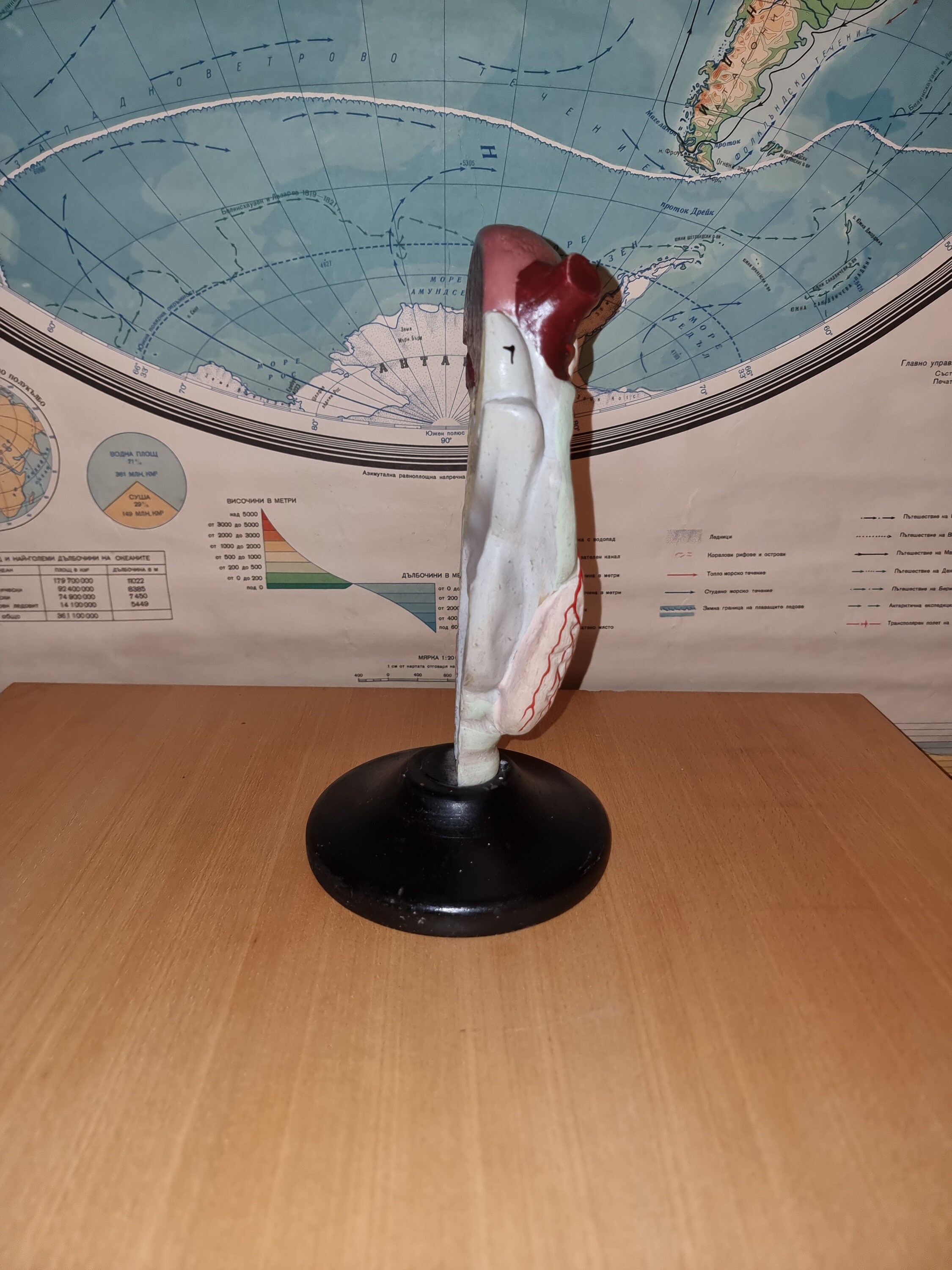 Vintage Anatomical Model of Human Larynx. - Etsy