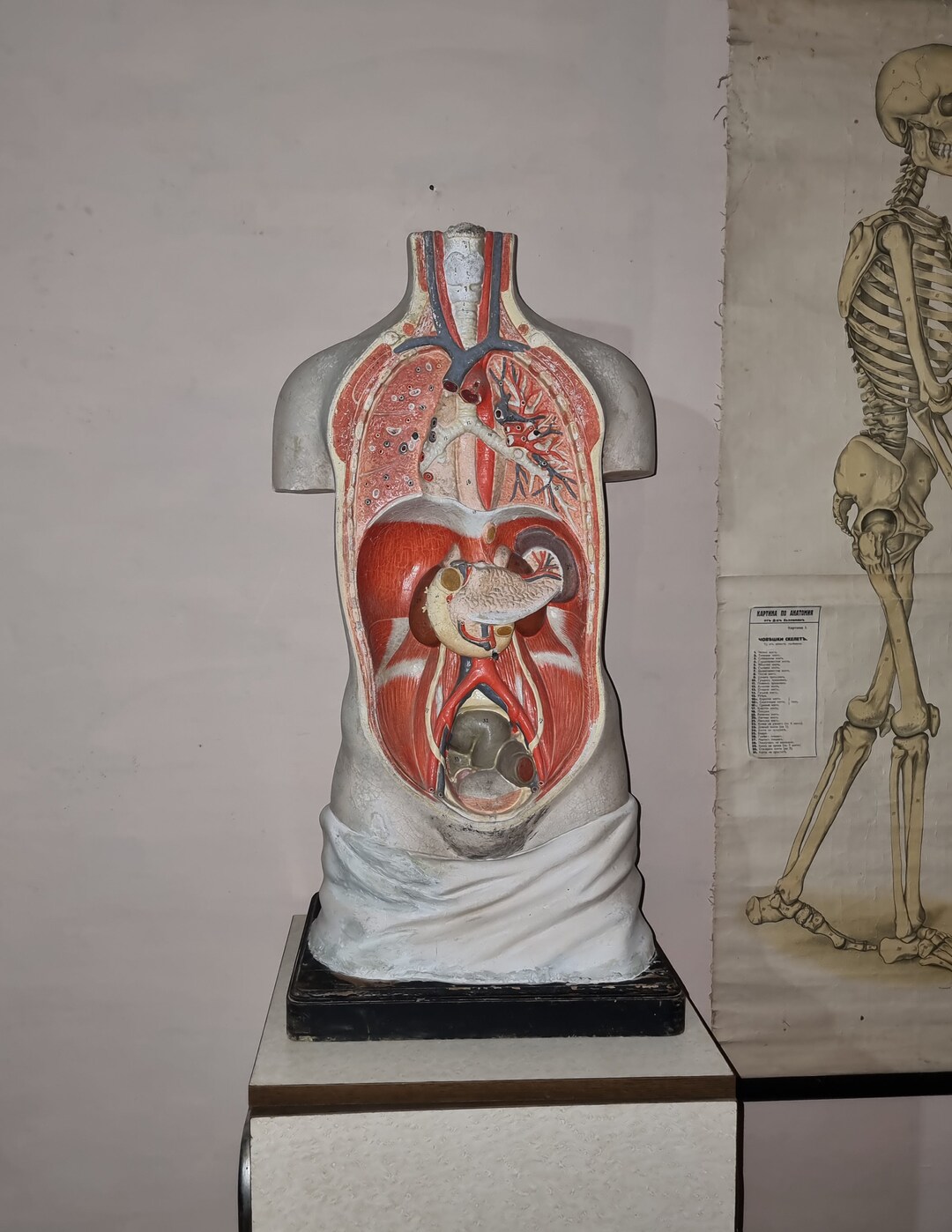 Antique Anatomical Model of Human Torso 1900 - Etsy