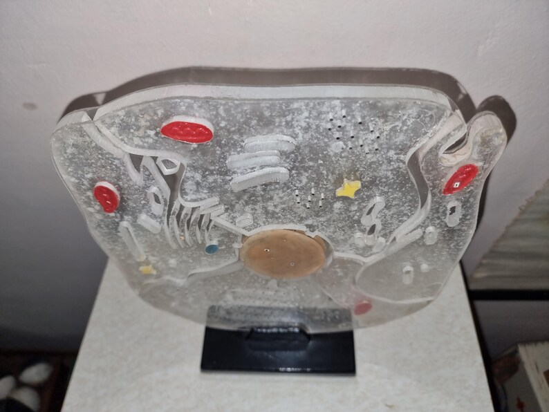 Vintage Model of a Plant Cell - Etsy