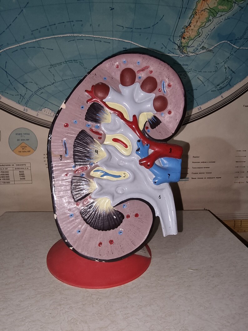 Vintage Anatomical Model of Human Kidney; Celluloid, Retro Medical ...