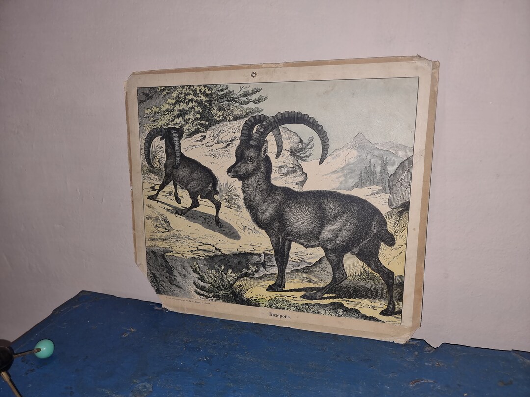 Vintage, Antique School Poster, Chart, Animal Picture 1900 - Etsy