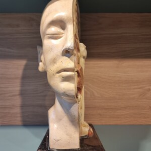 Antique Anatomical Model of a Human Head 1880. Sculpture. Life Sizean ...