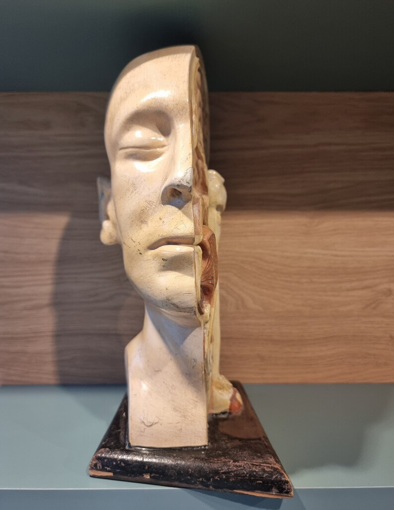 Antique Anatomical Model of a Human Head 1880. Sculpture. Life Sizean ...