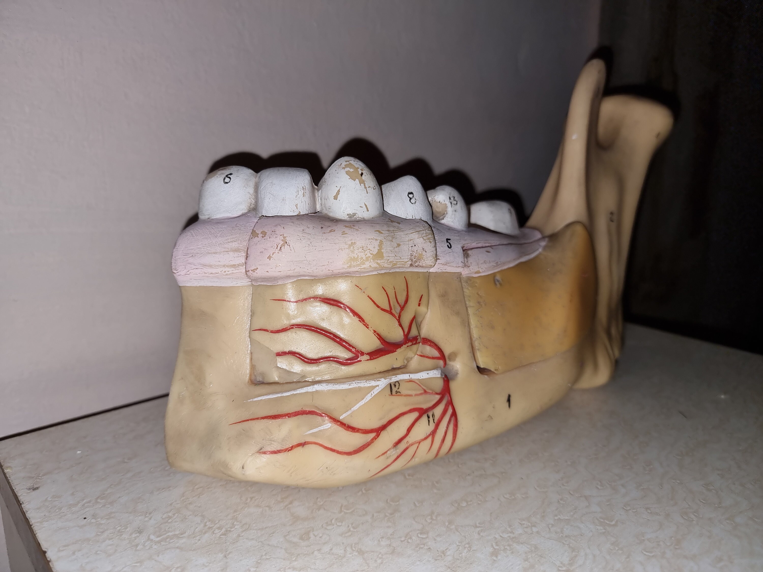 Vintage Anatomy Model of Human Jaw - Etsy