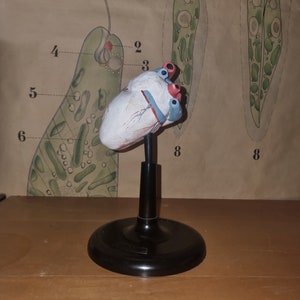 Vintage Anatomical Model of a Dog's Heart - Etsy