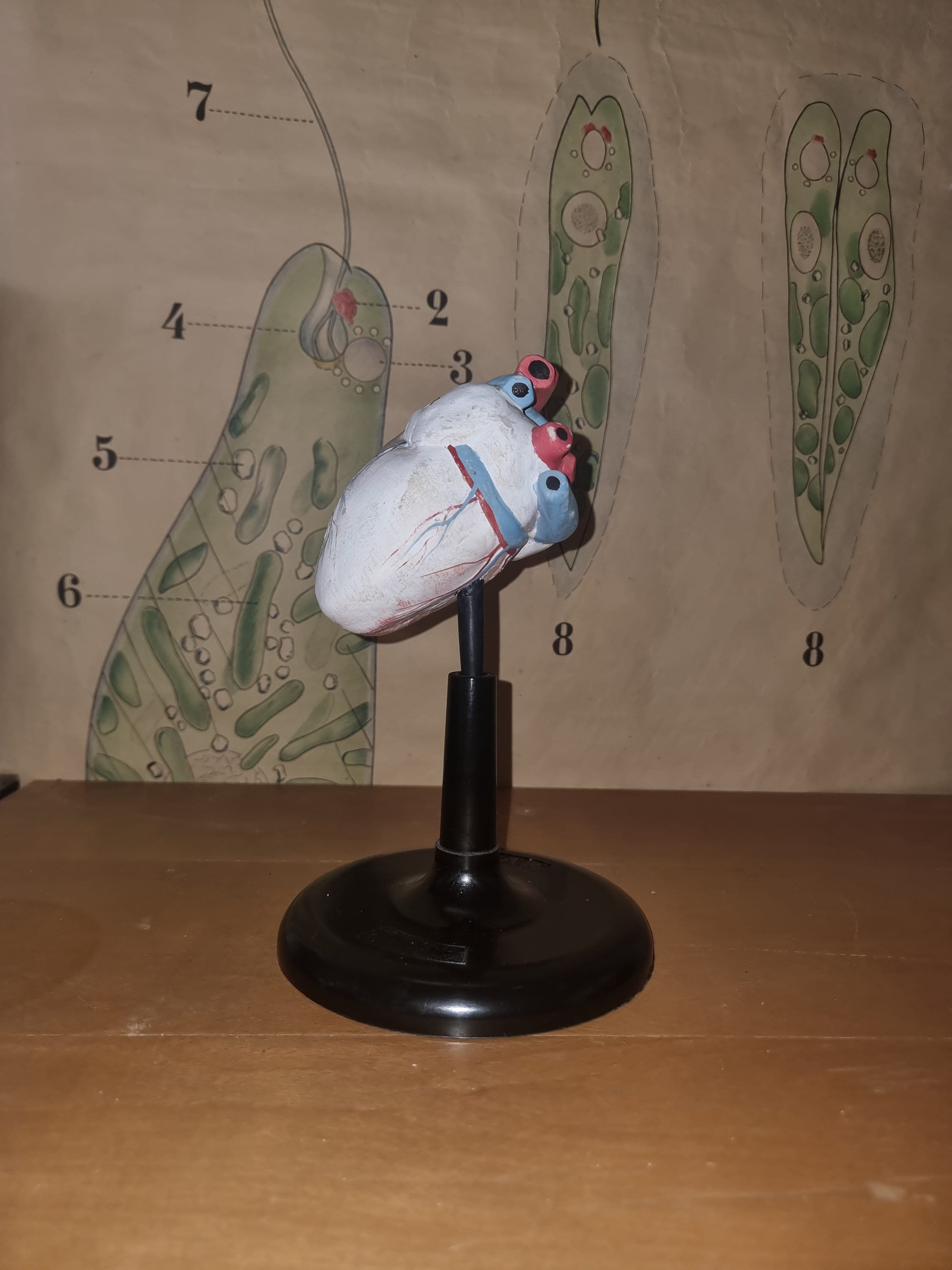 Vintage Anatomical Model of a Dog's Heart - Etsy