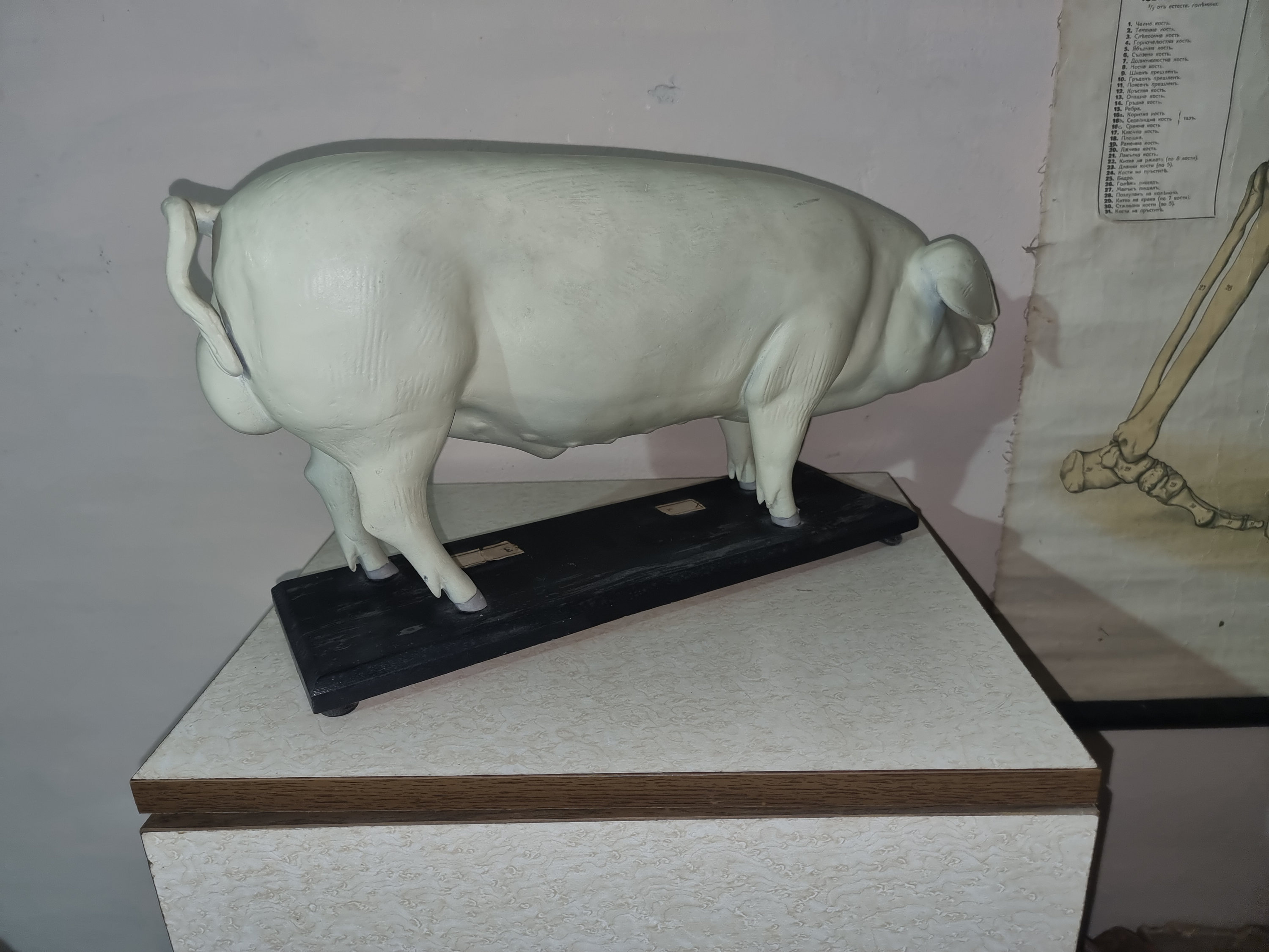 Vintage Didactic Model of a Pig. Retro Celluloid Model. School ...