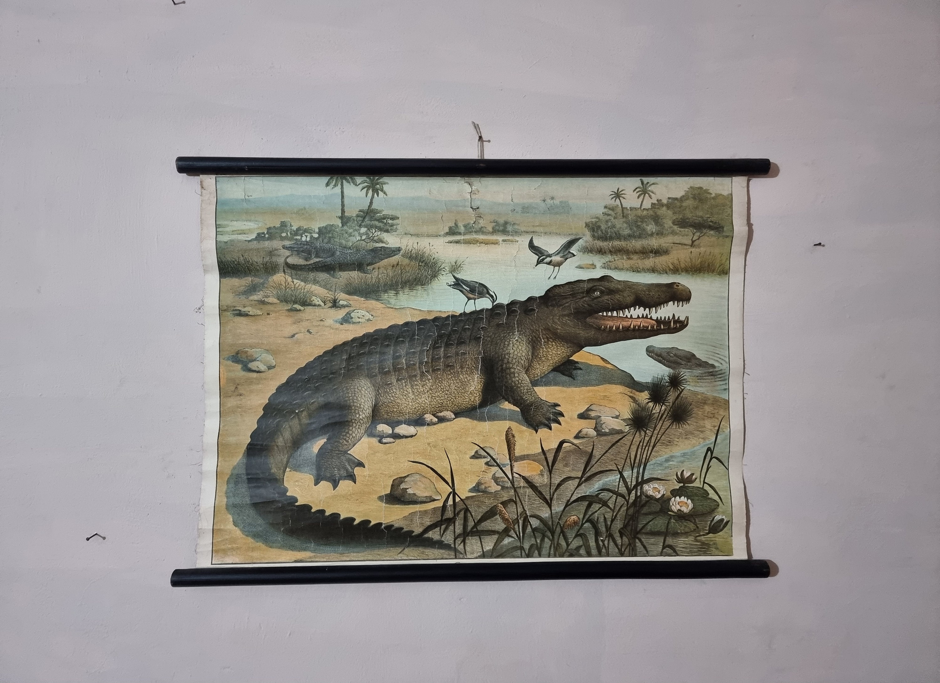 Vintage Wall School Chart. Crocodile! Germany 1910 - Etsy