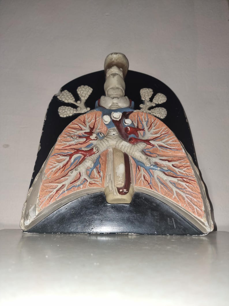 Vintage Anatomy Model - Respiratory System - Etsy