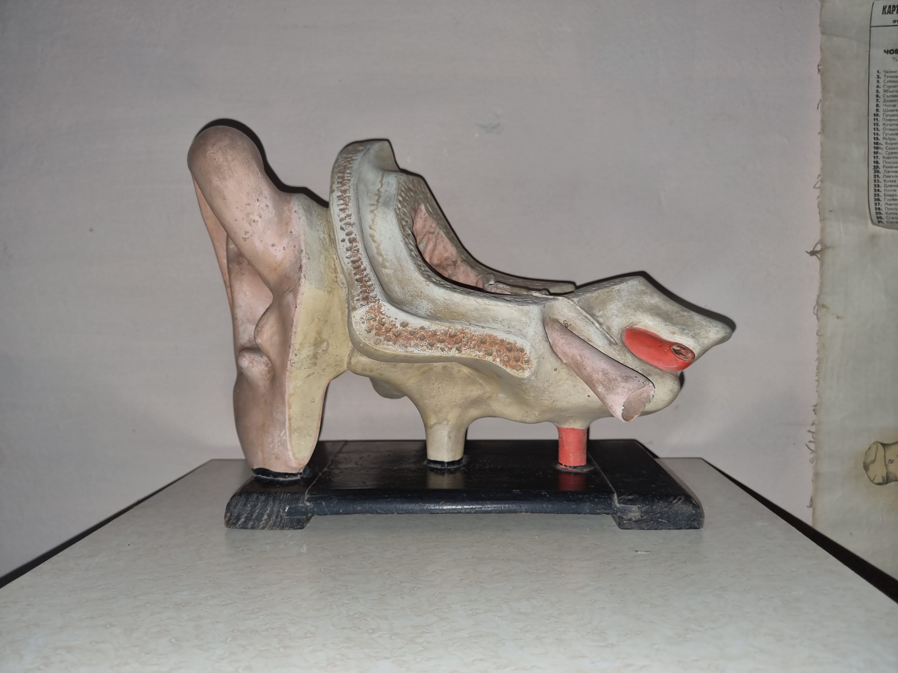 Vintage Anatomical Model of Human Ear; Retro Educational Model 1920 ...