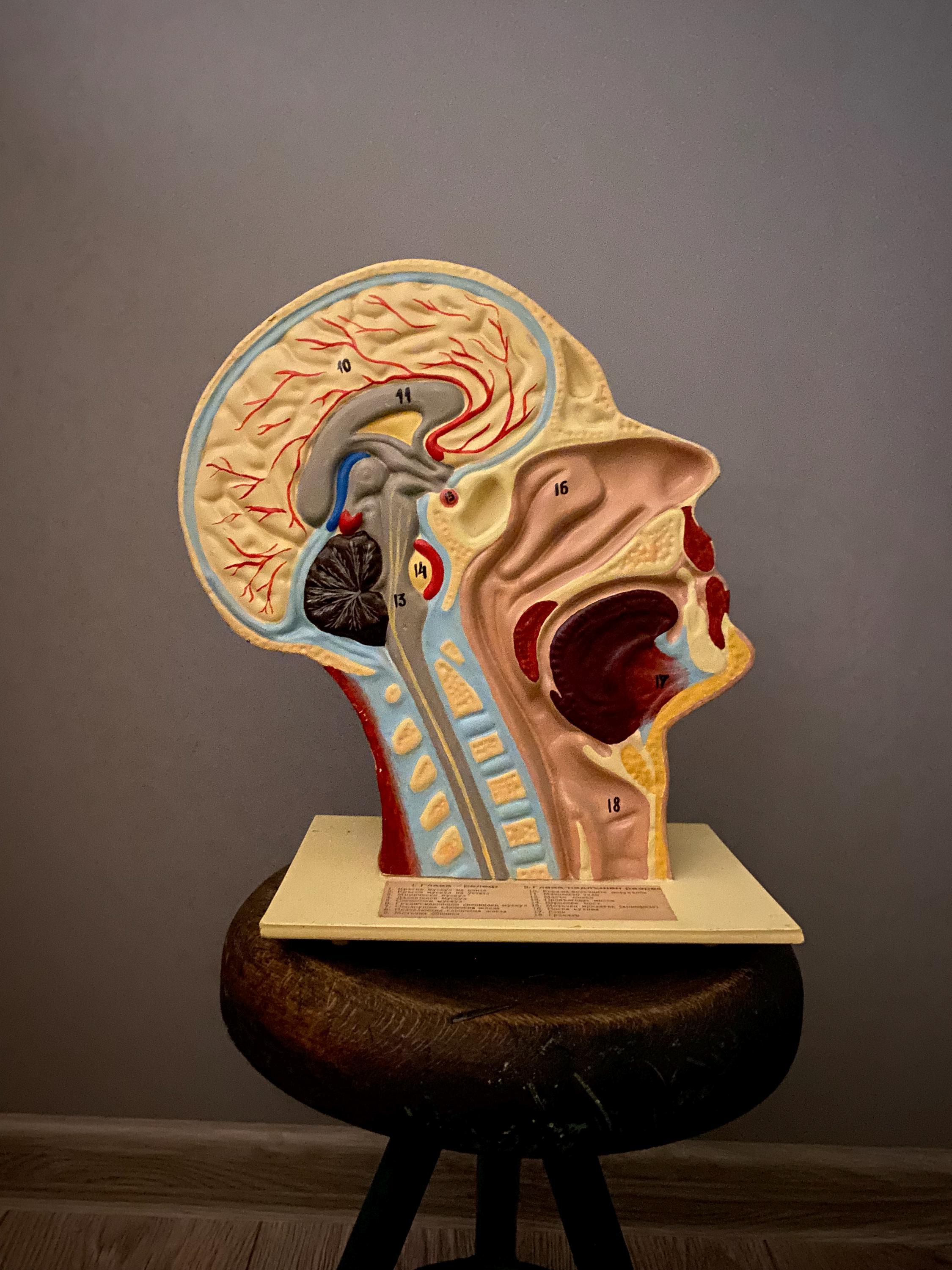 Vintage Anatomical Model of Human Head. Celluloid Model. Rare Retro ...