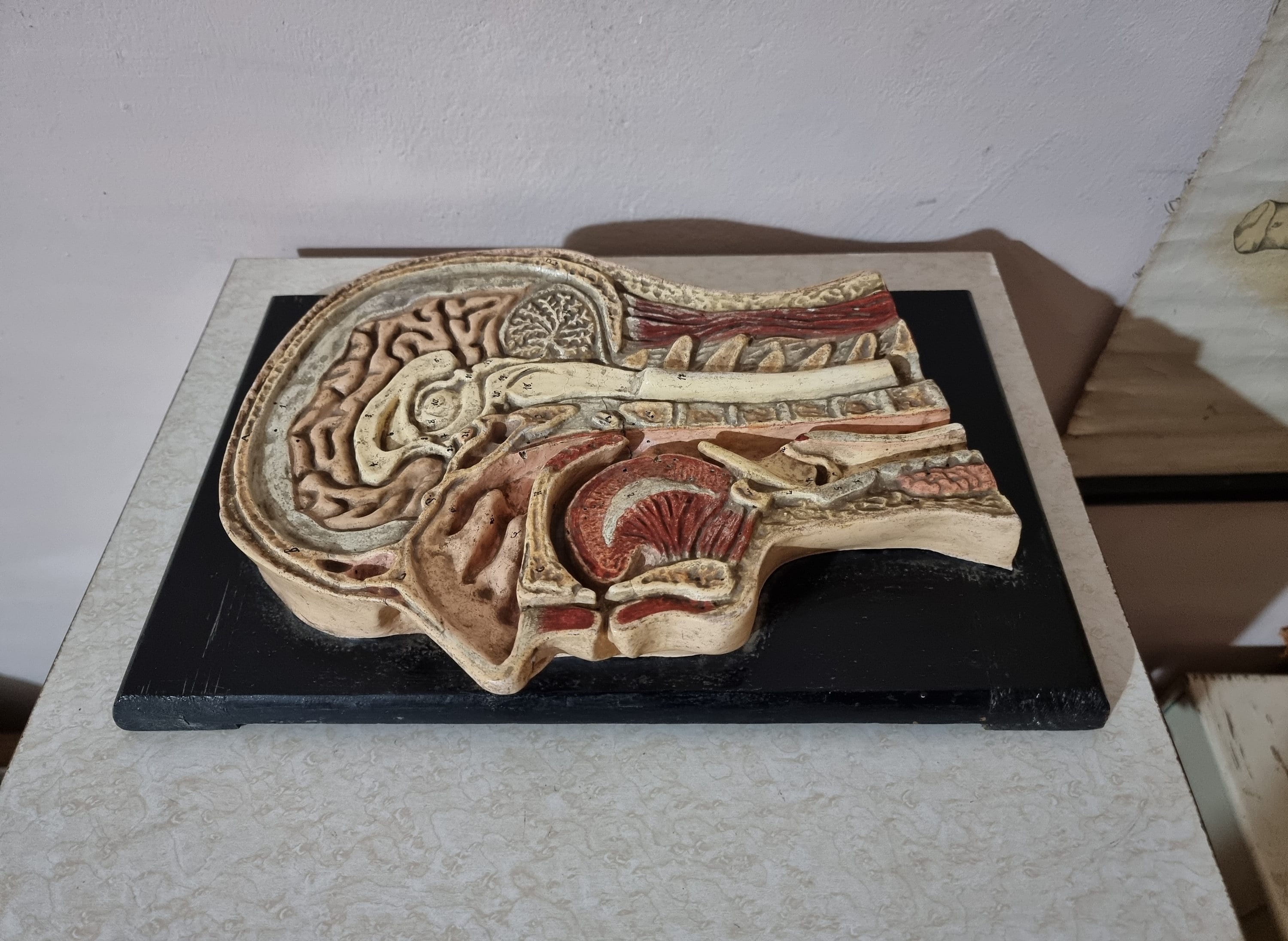 Antique Anatomical Model Somso 1890. Vintage Retro Model - Cross ...