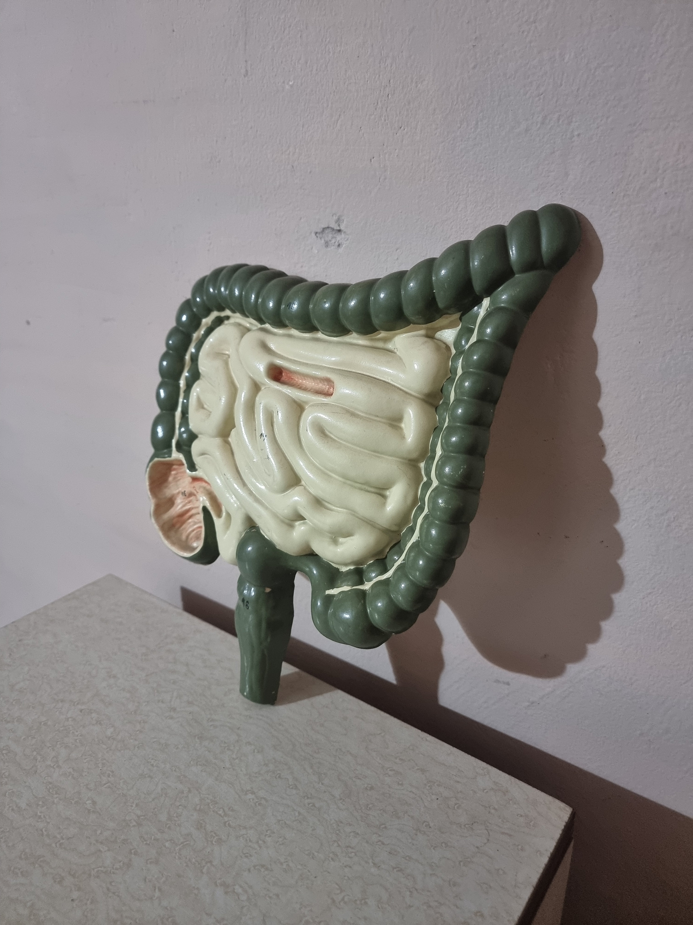 Vintage Anatomical Model. Celluloid Model of Human Intestines - Etsy