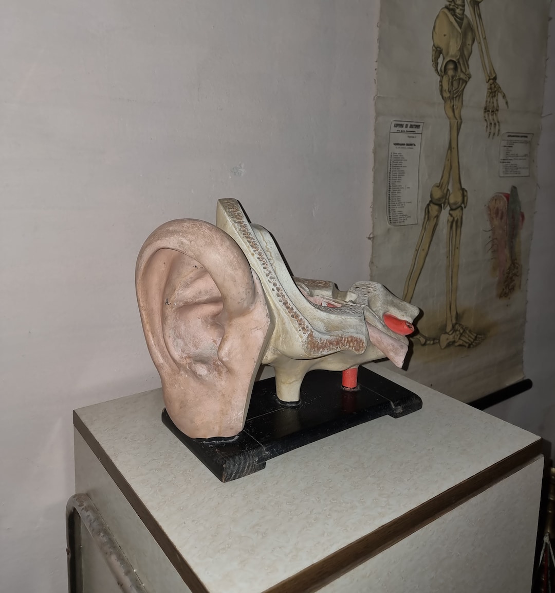 Vintage Anatomical Model of Human Ear Retro Educational Model 1920 ...