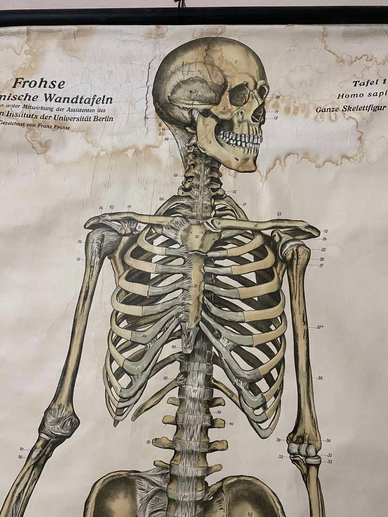 Vintage Anatomical Wall Chart. Human Skeleton. Germany. - Etsy