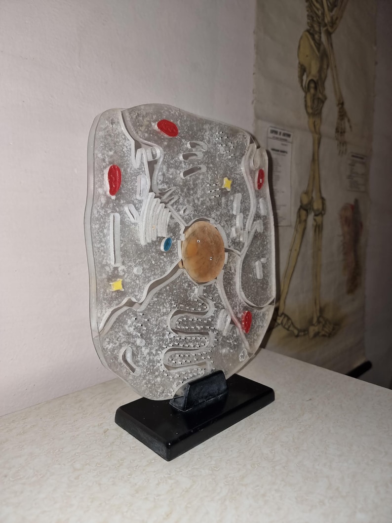 Vintage Model of a Plant Cell - Etsy
