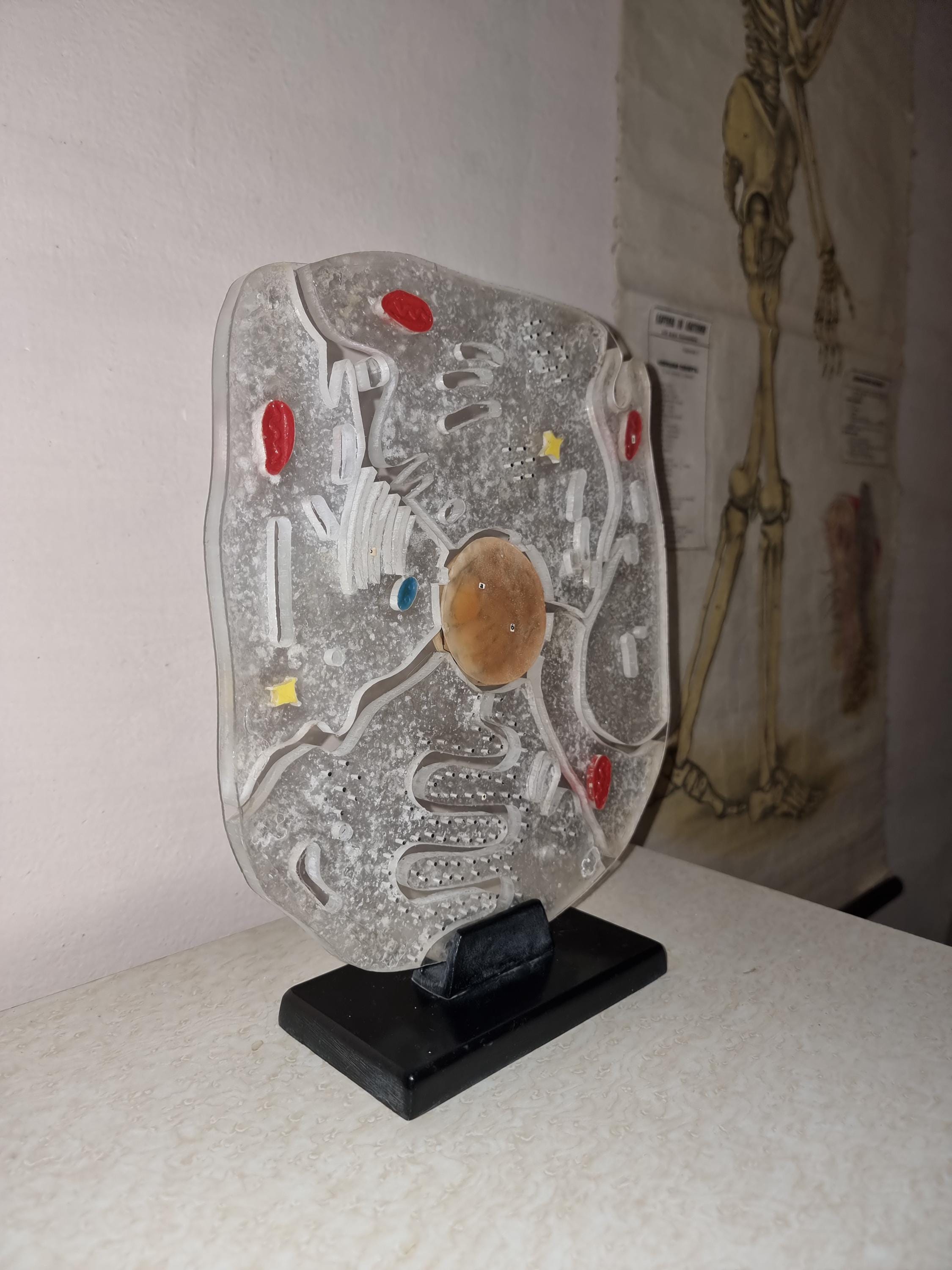 Vintage Model of a Plant Cell - Etsy