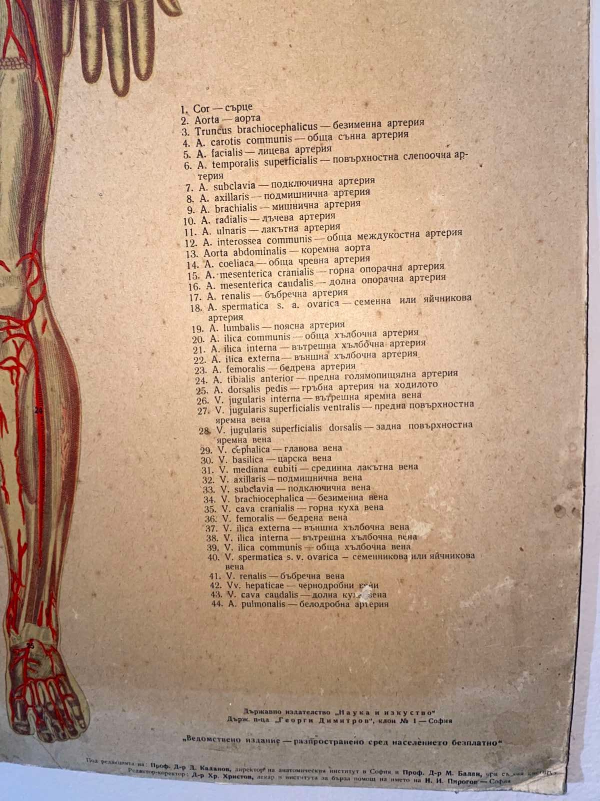 Vintage Board - Human Anatomy. Retro Medical Poster. - Etsy