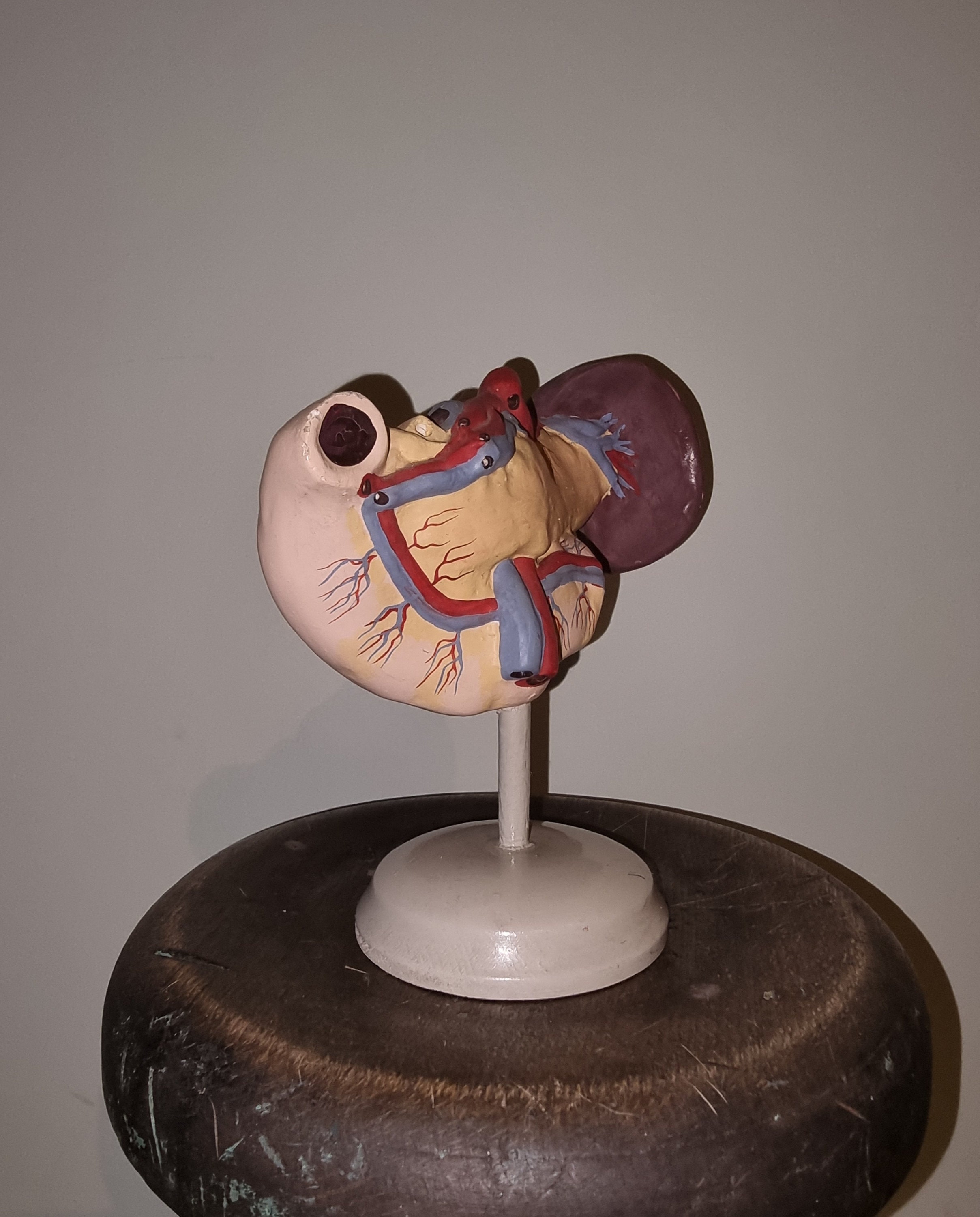 Vintage Anatomy Model of Pancreas - Etsy