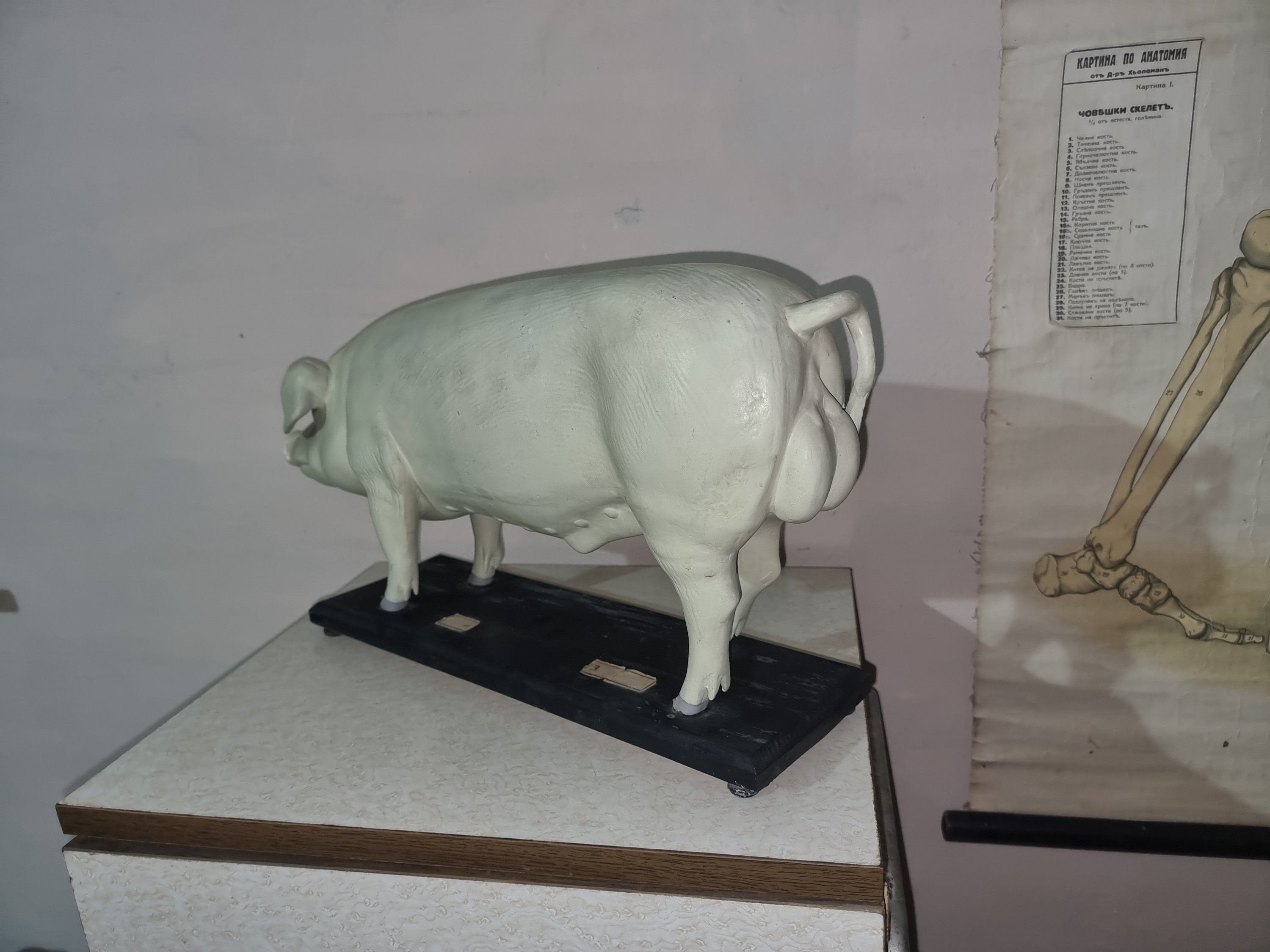 Vintage Didactic Model of a Pig. Retro Celluloid Model. School ...
