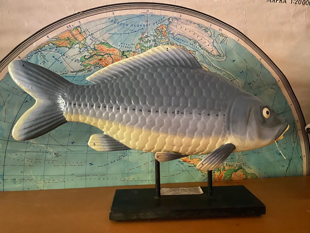 Vintage Anatomical Model, Celluloid Model of Fish Carp - Etsy