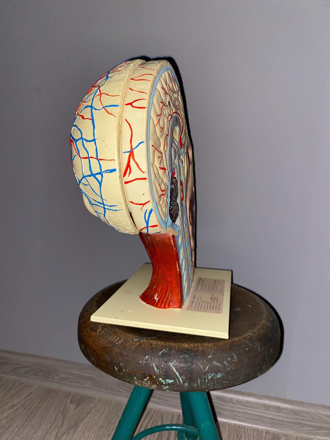 Vintage Anatomical Model of Human Head. Celluloid Model. Rare Retro ...