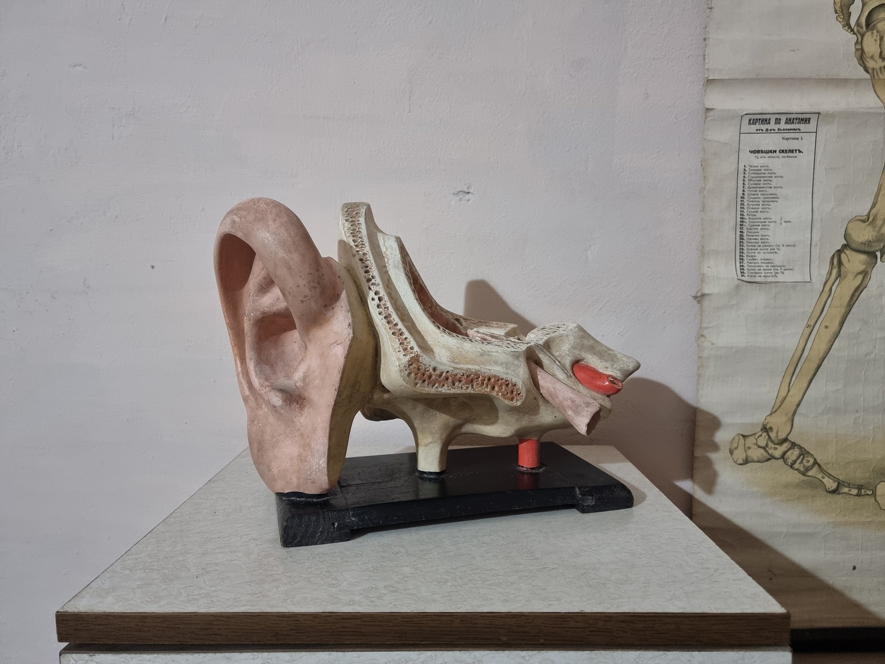 Vintage Anatomical Model of Human Ear; Retro Educational Model 1920 ...