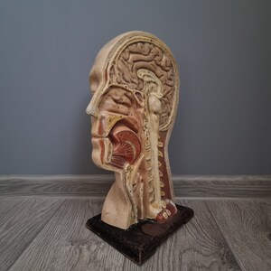 Antique Anatomical Model of a Human Head 1880. Sculpture. Life Sizean ...