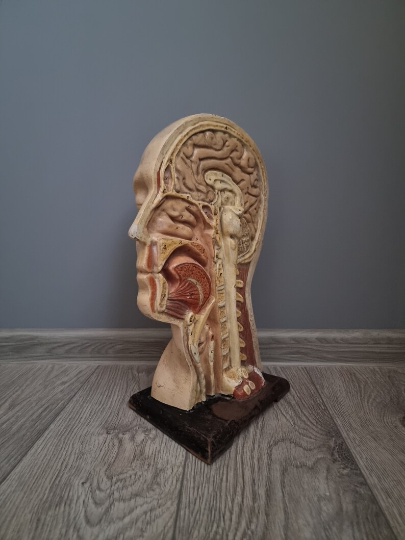 Antique Anatomical Model of a Human Head 1880. Sculpture. Life Sizean ...