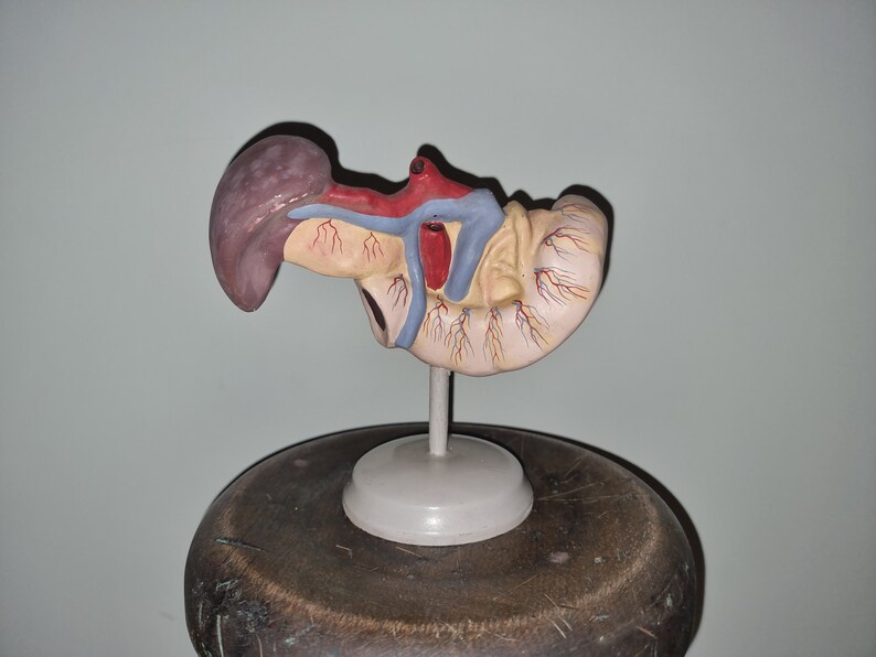 Vintage Anatomy Model of Pancreas - Etsy